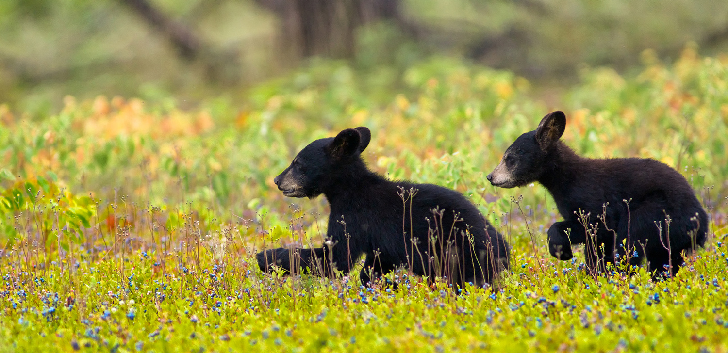 Blueberry Buddies by Stuart Clark | Fstoppers