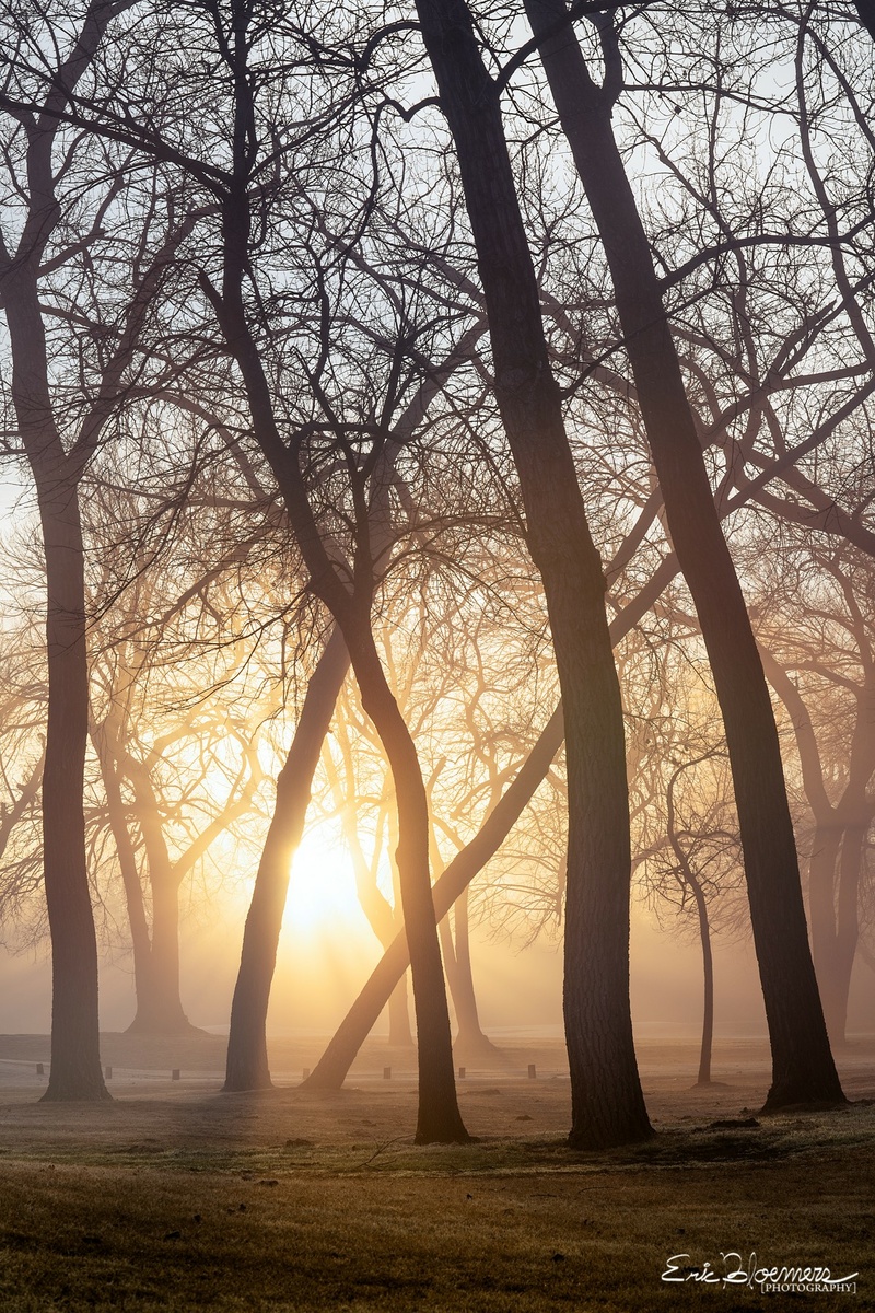 Sunrise fog through the trees by Eric Bloemers | Fstoppers
