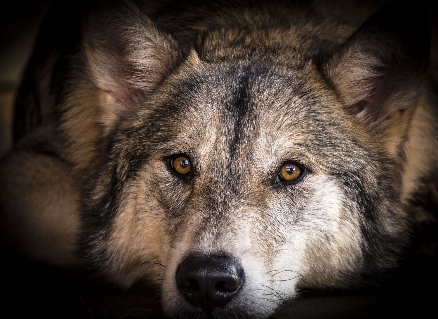 Zeus by Lorinda Ray | Fstoppers