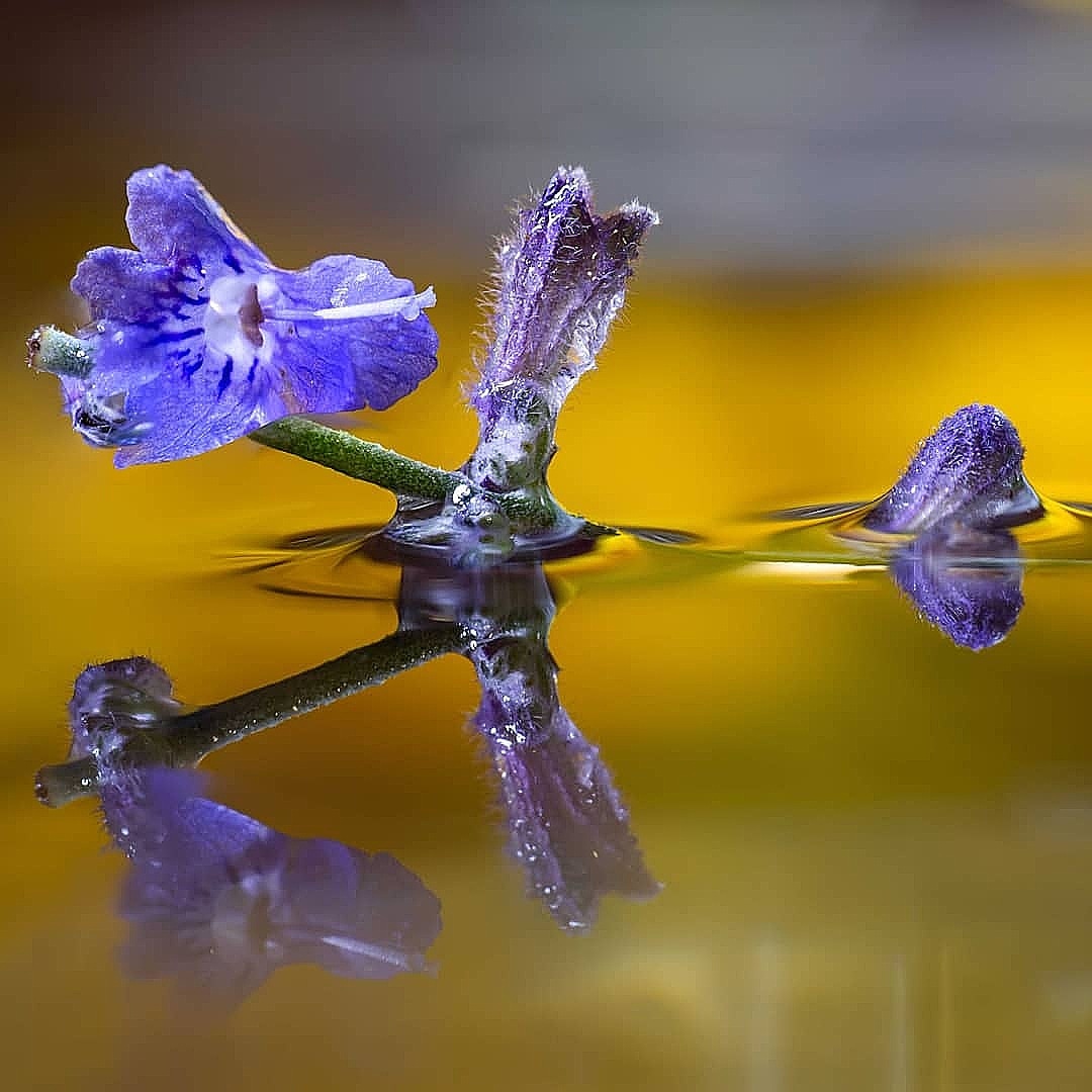 Russia Sage in Water by Ryan Rees | Fstoppers