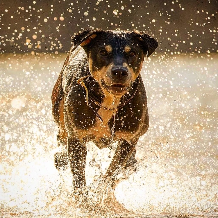 Dog in river by Jon Ciotti | Fstoppers