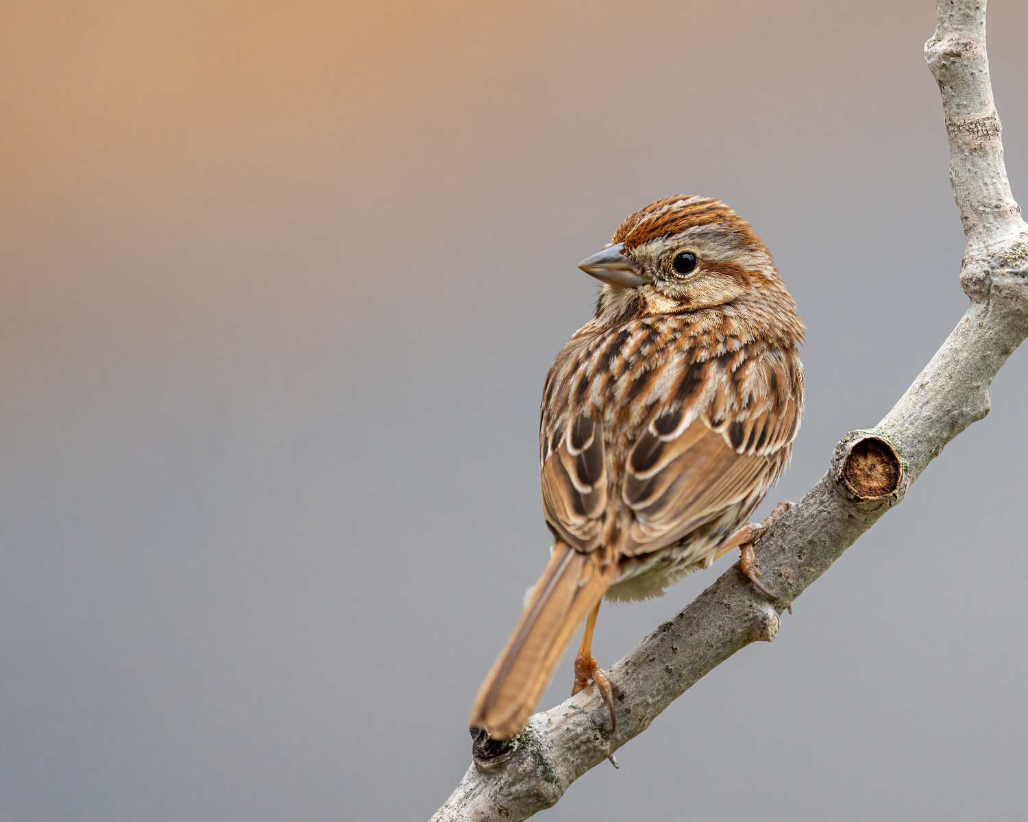 Sparrow by Skyler Ewing | Fstoppers