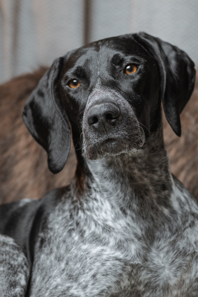 Rufus by Derick Smith | Fstoppers