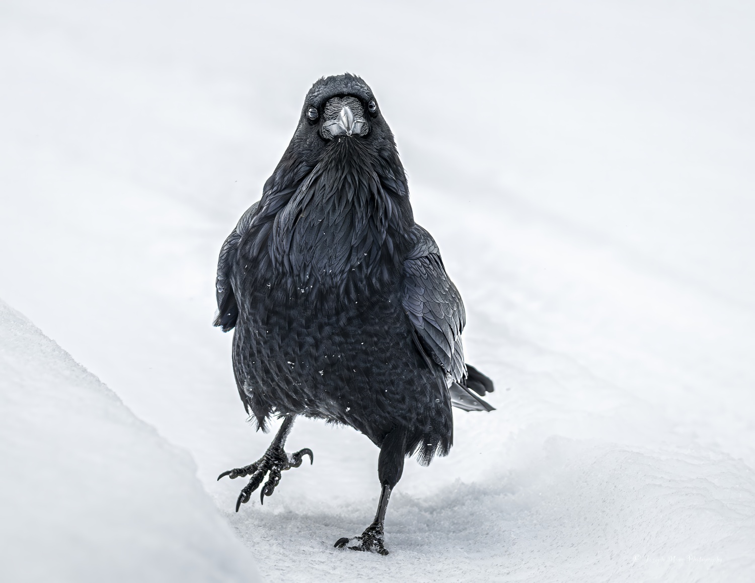 Raven in Snow by Joseph Marc Photography | Fstoppers
