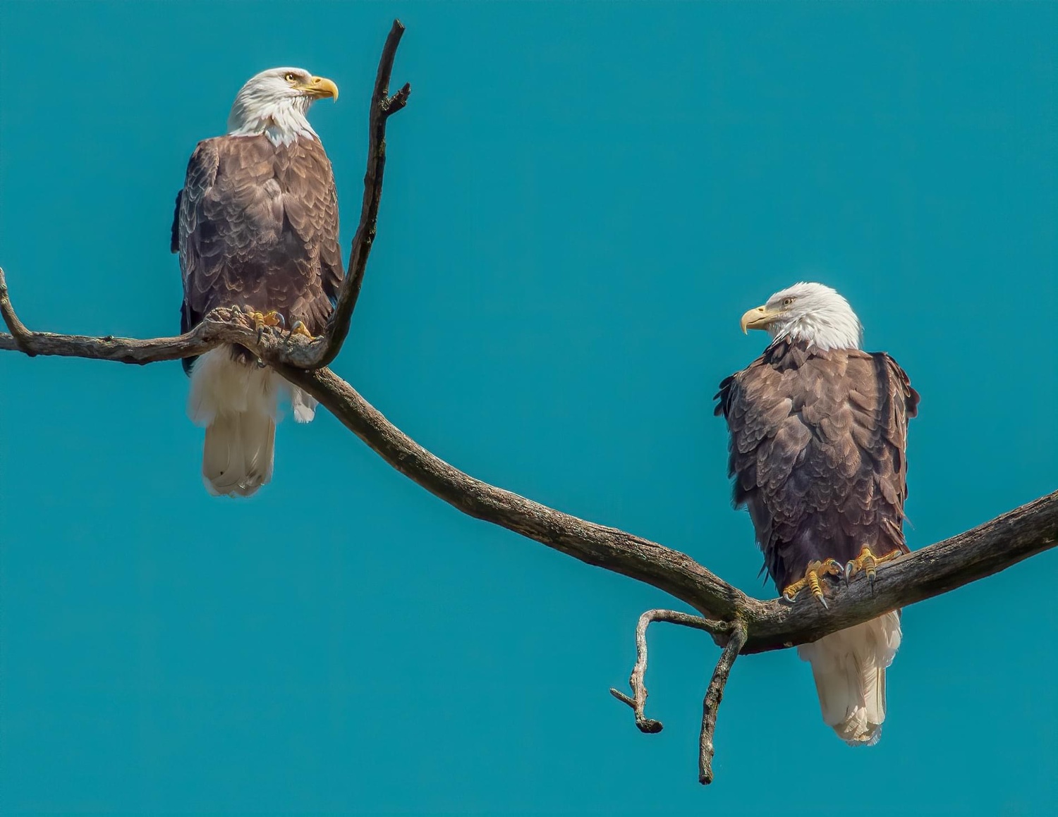 Pair of Eagles by Philip Metlin | Fstoppers