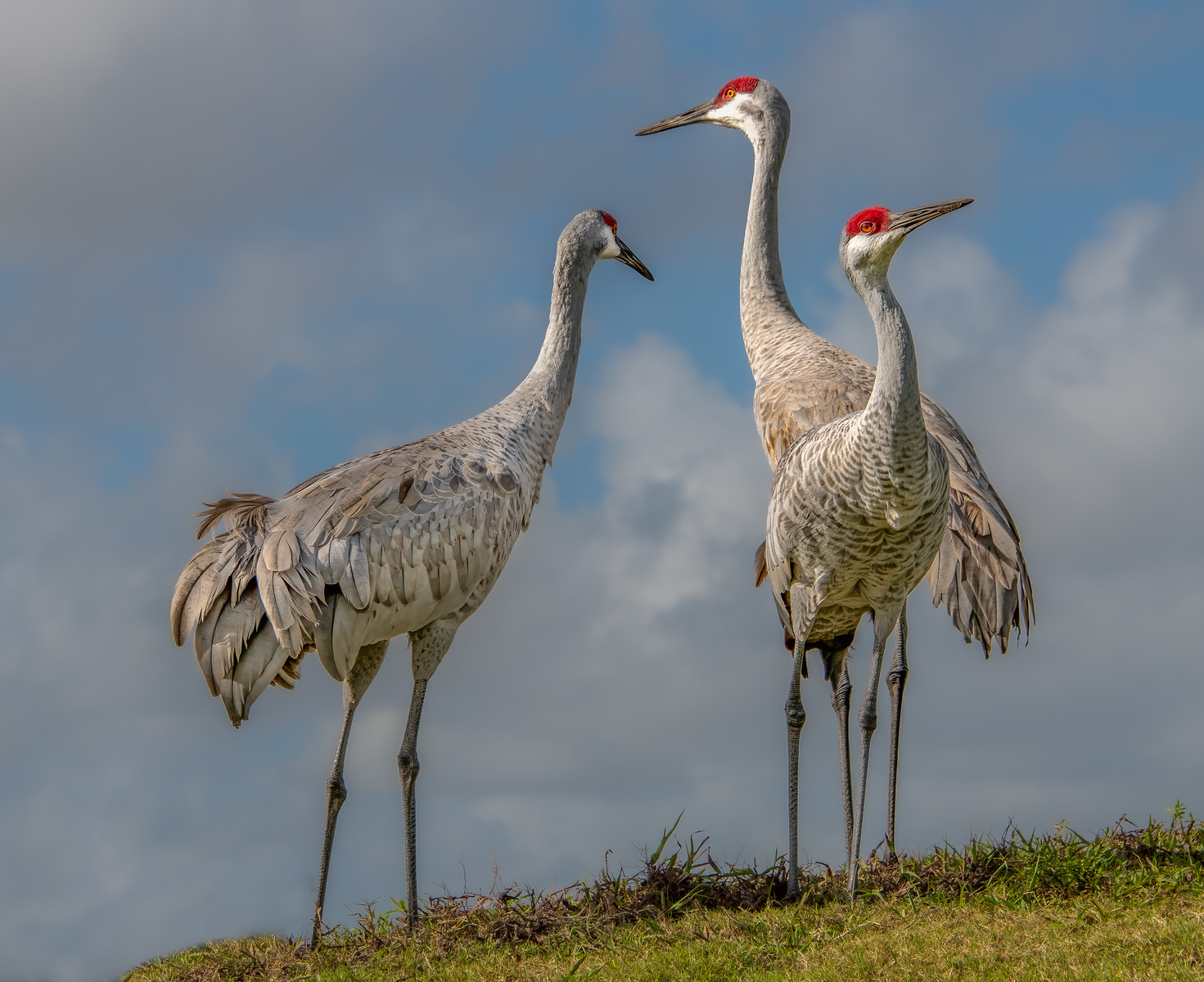 Family of Sand Hill Cranes by Philip Metlin | Fstoppers