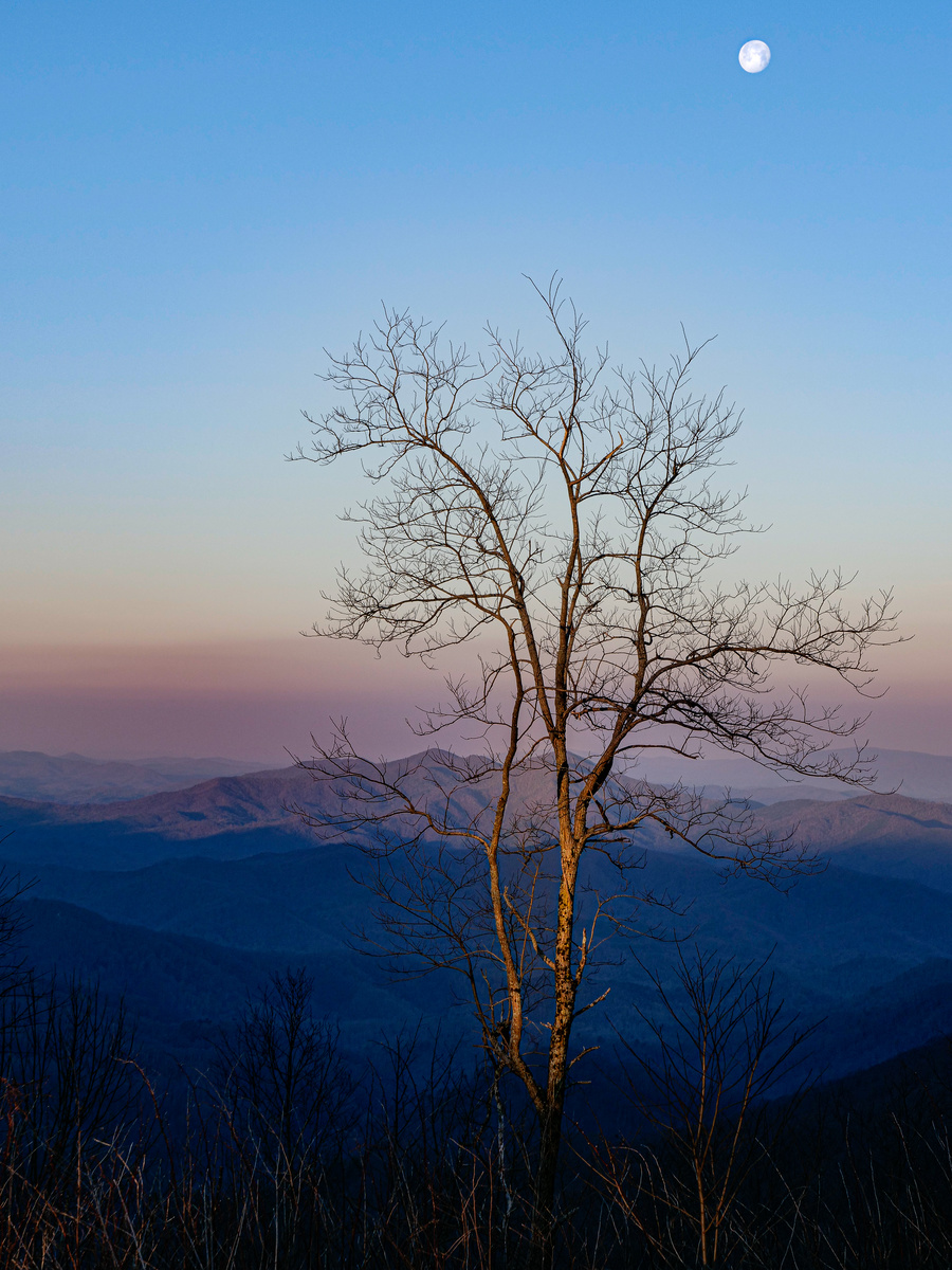 Lone Tree at Spring Sunrise by John Rudy | Fstoppers