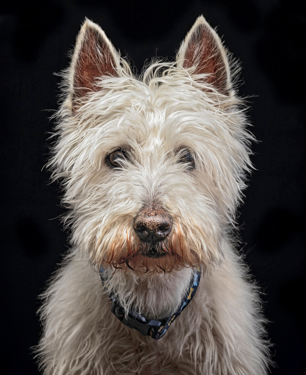 West Highland White Terrier | Fstoppers