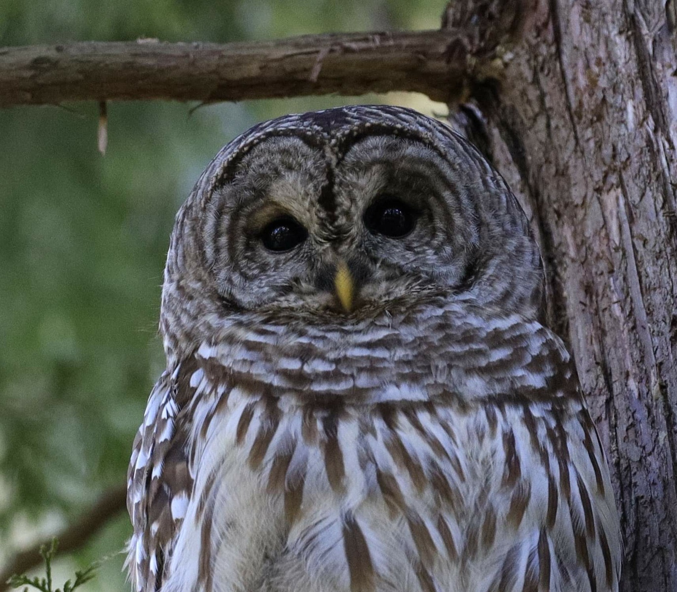Owls are so calm and curious by Cliff Keogh | Fstoppers