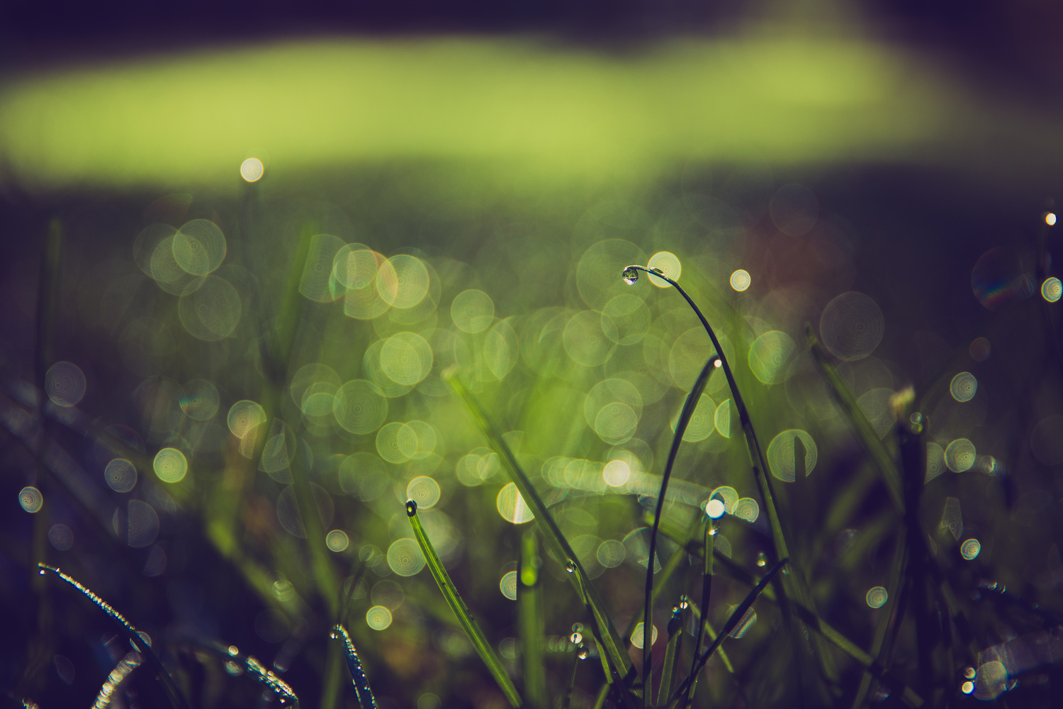 Magical Mystical Morning Dew | Fstoppers