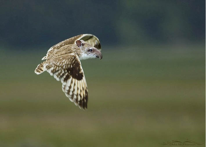 Hilarious New Animal Species Created in Photoshop | Fstoppers